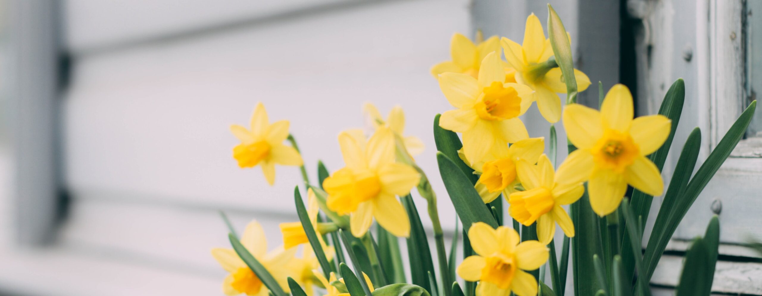 Time to Create: Springtime flower art - Pilgrims Hospices